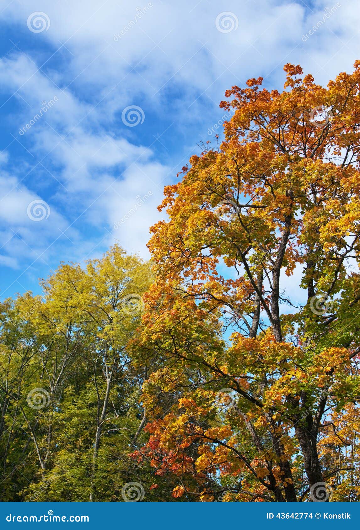 Bright autumn tree in park stock photo. Image of autumn - 43642774