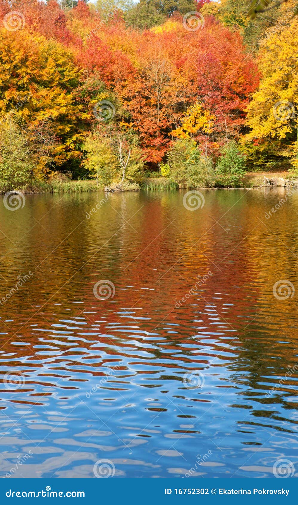Bright autumn trees stock photo. Image of reflection - 16752302