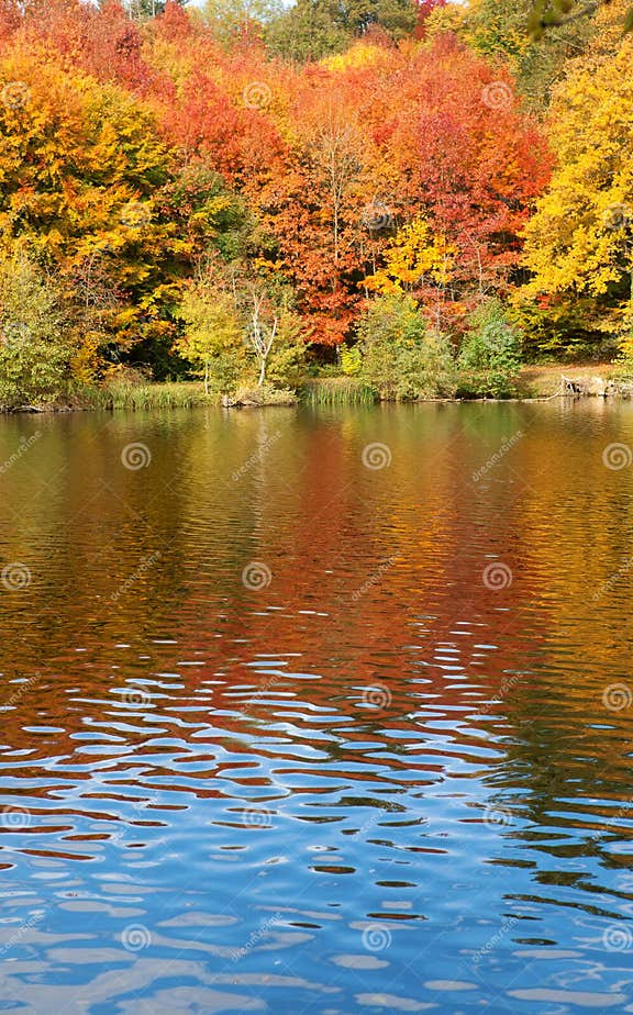 Bright autumn trees stock photo. Image of reflection - 16752302