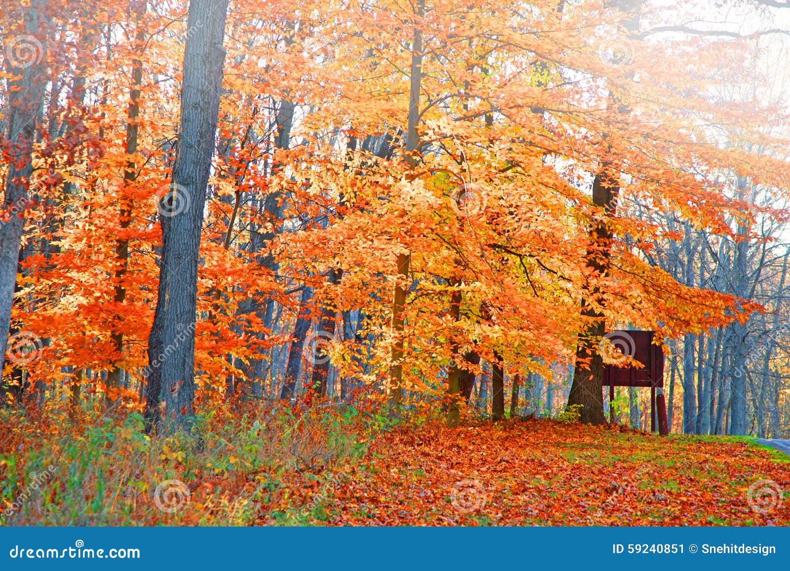 Bright autumn trees stock image. Image of outdoors, sunny - 59240851