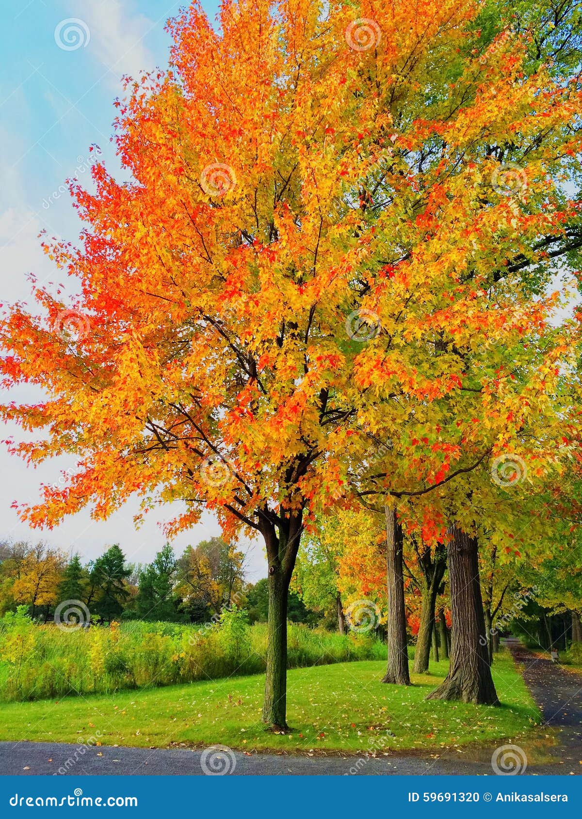 Bright Autumn Trees in a Park Stock Photo - Image of lawn, leaves: 59691320