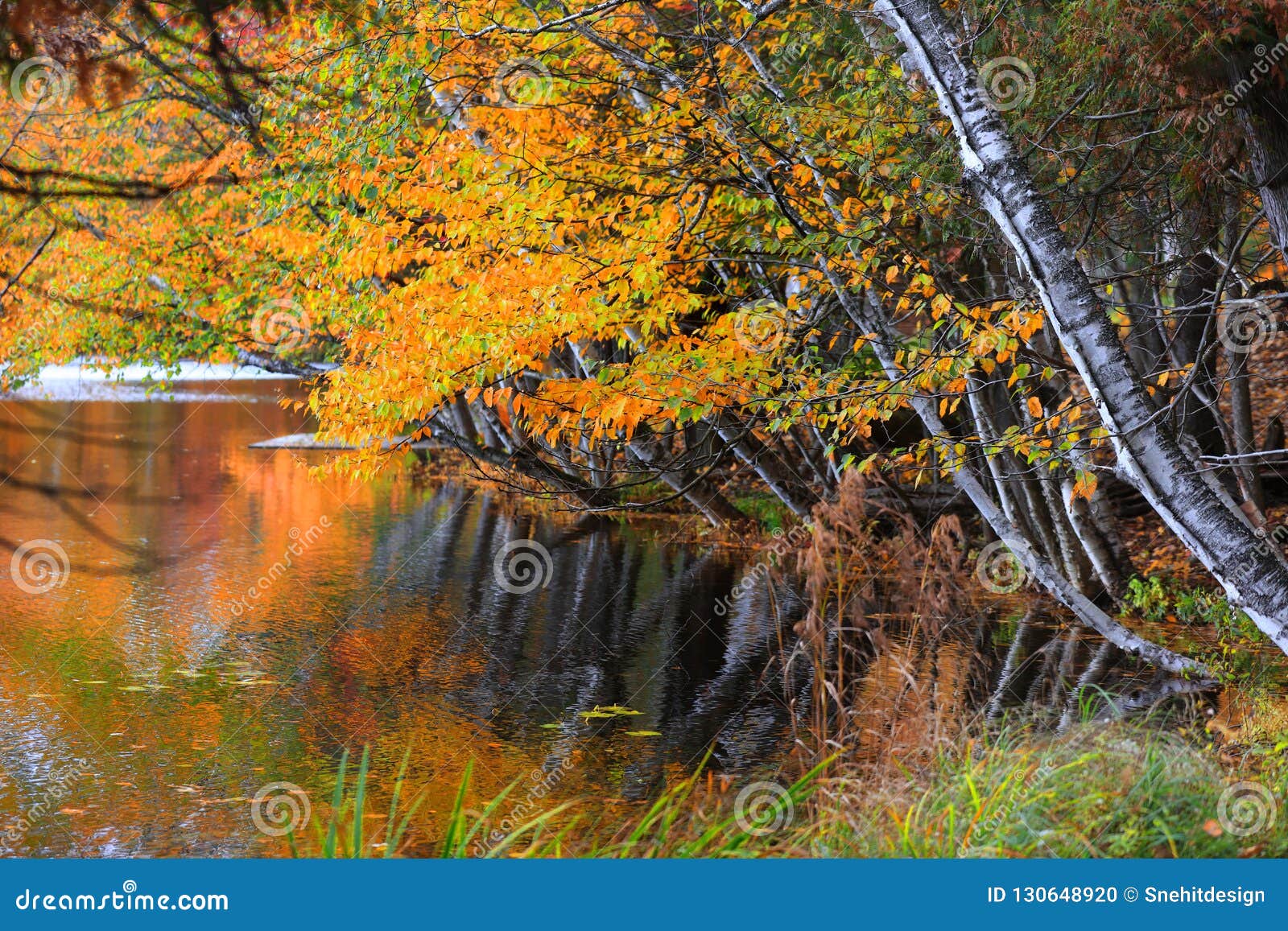 Bright Autumn Trees by Water Stream Stock Photo - Image of trees, reds ...