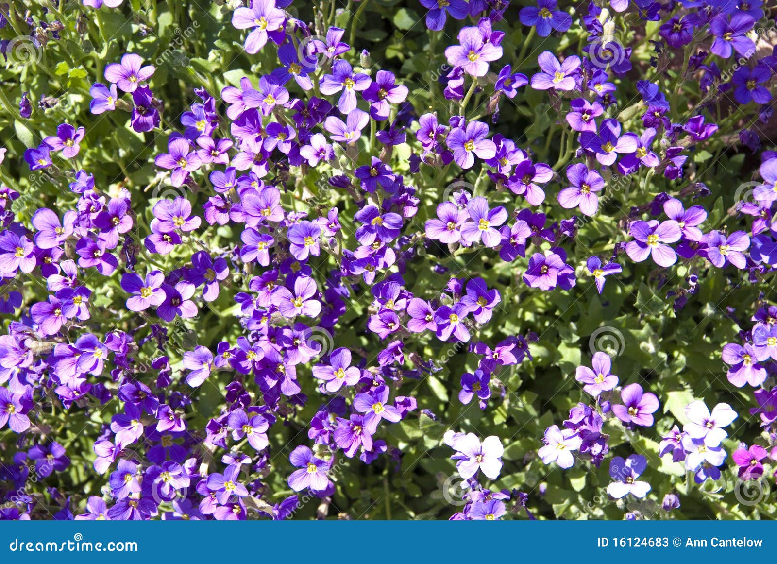 Two Small Purple Spring Flower. Blurred Background Stock Image ...