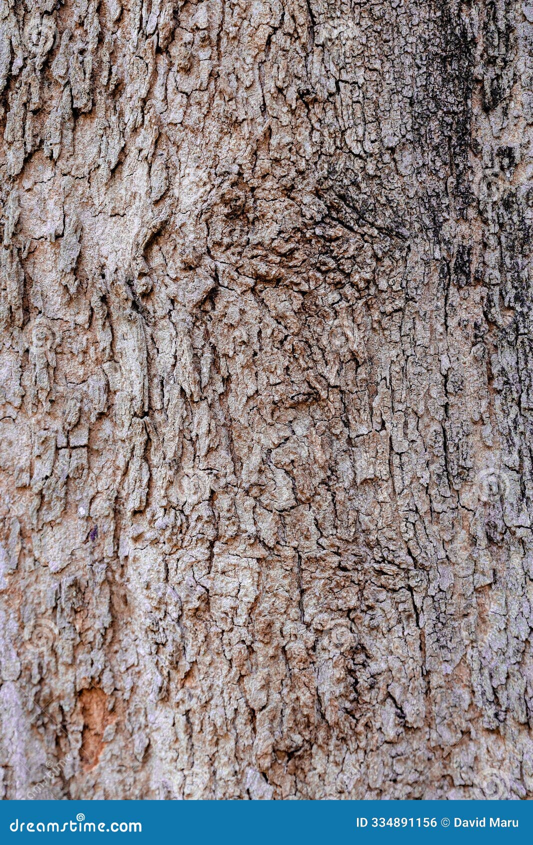 Bright Background Texture Tree Trunk with Brown Color Stock Photo ...