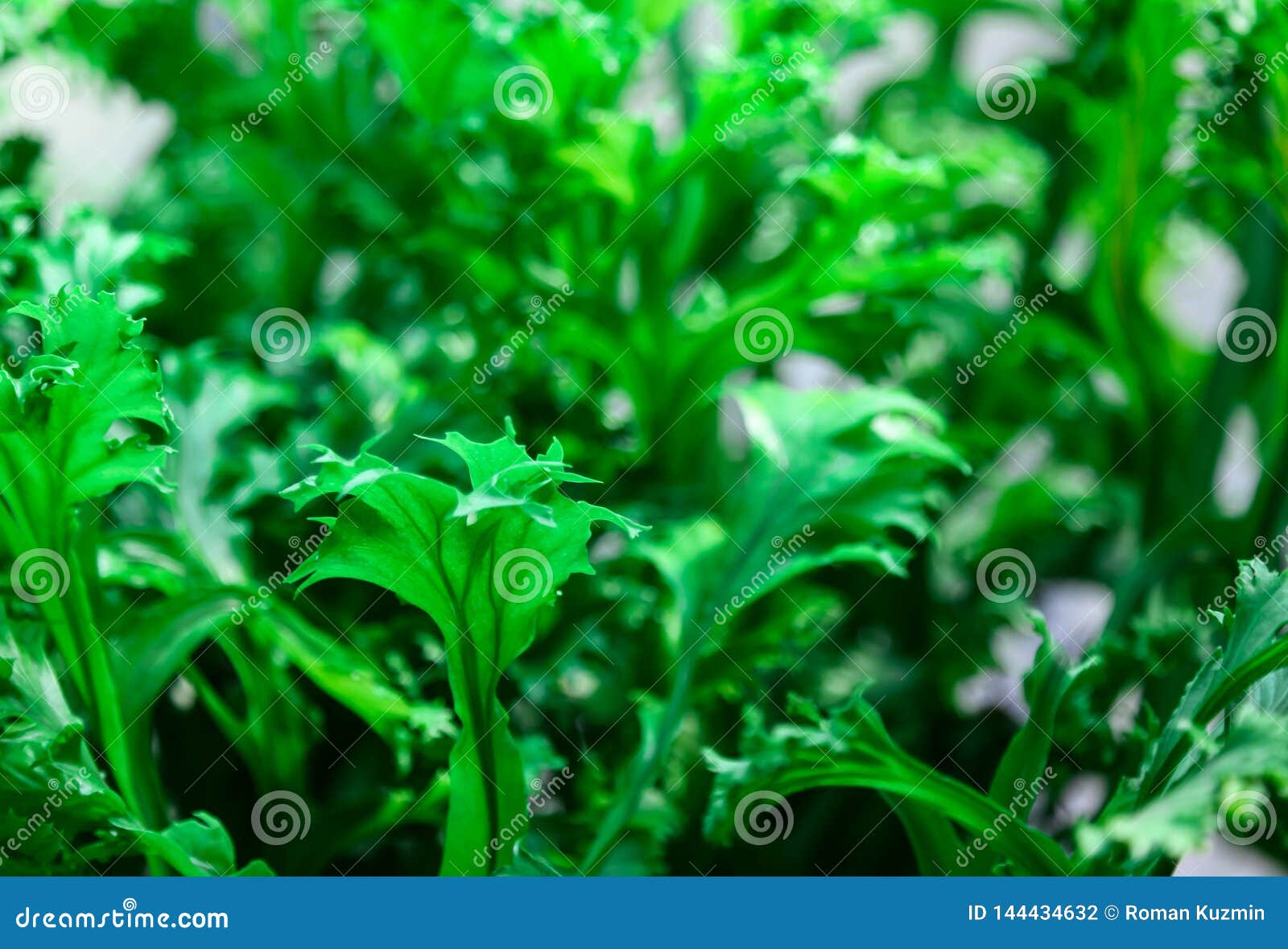 Bright Background of Young Fresh Vegetation in the Park Stock Photo ...