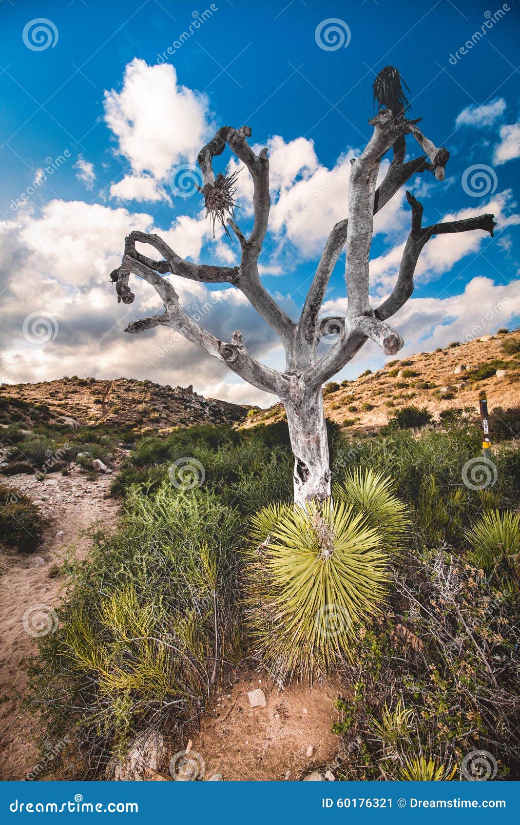 Bright bare tree stock image. Image of hiking, bushes - 60176321