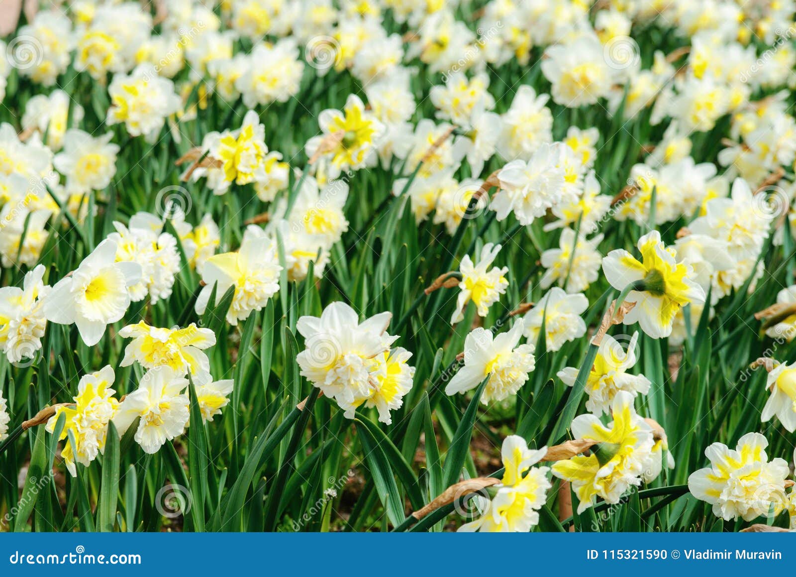 Bright Beautiful Daffodils in the Garden Stock Photo - Image of meadow ...