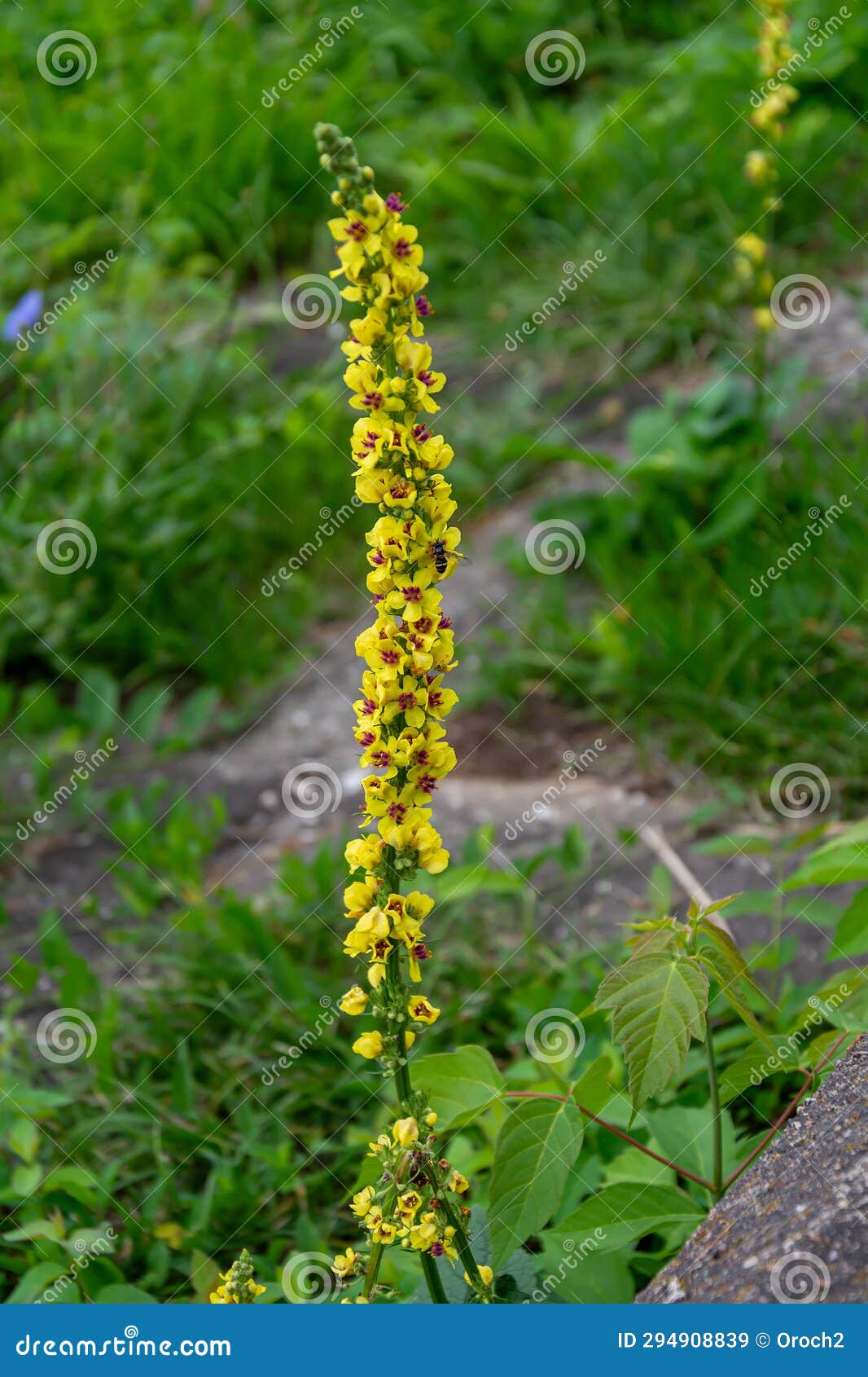 Bright Beautiful Inflorescence of the Mullein Plant Stock Image - Image ...