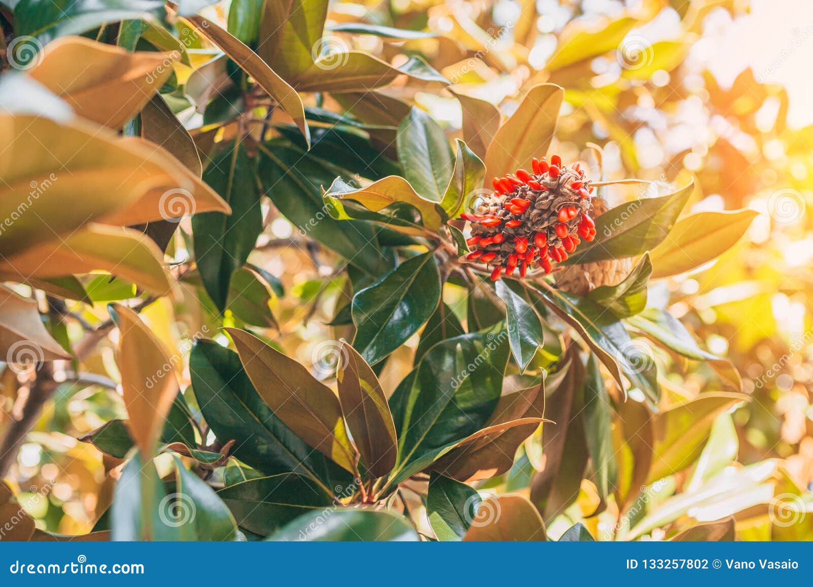 Bright Beautiful Mediterranean Flora Stock Photo - Image of decorative ...