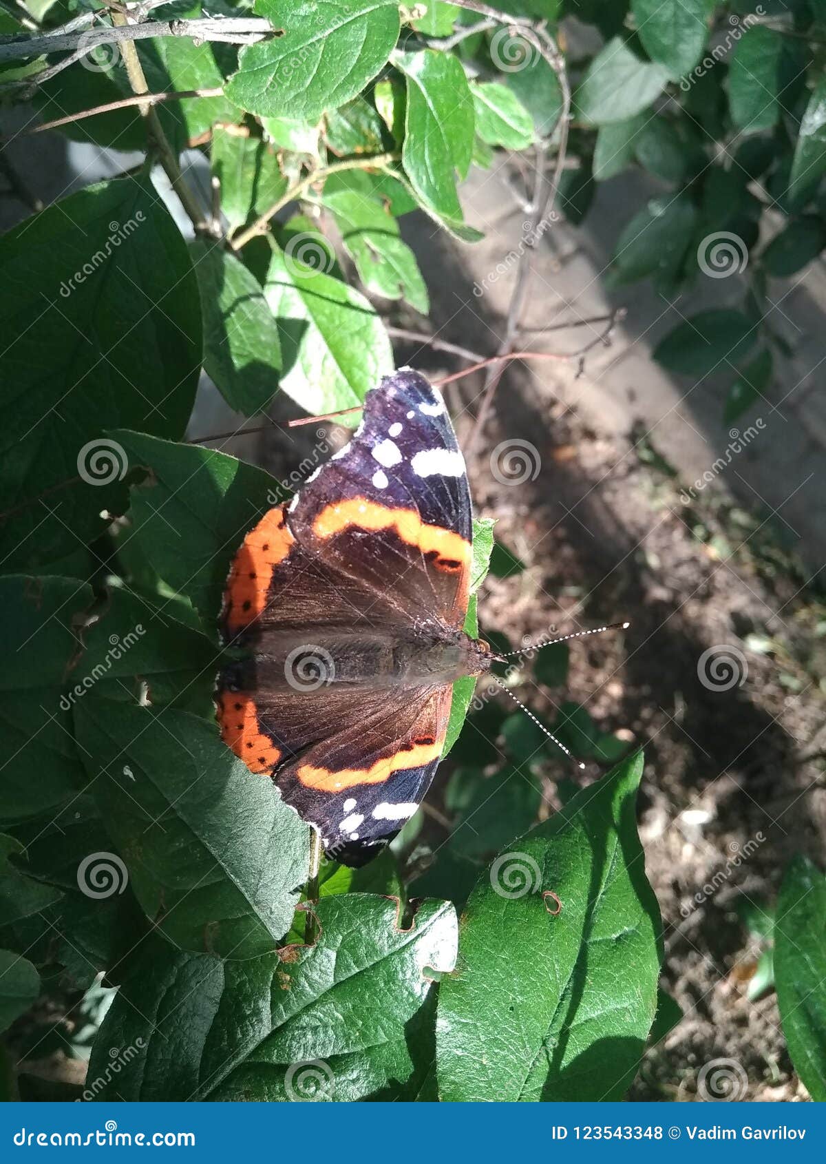 Bright Butterfly, Beautiful Nature Stock Photo - Image of bright ...