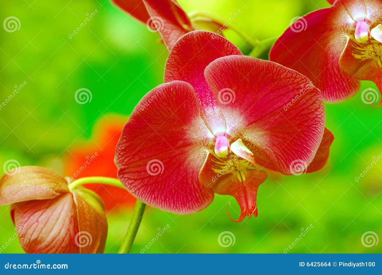 Bright and Beautiful Orchids Stock Photo - Image of gardens, natural ...