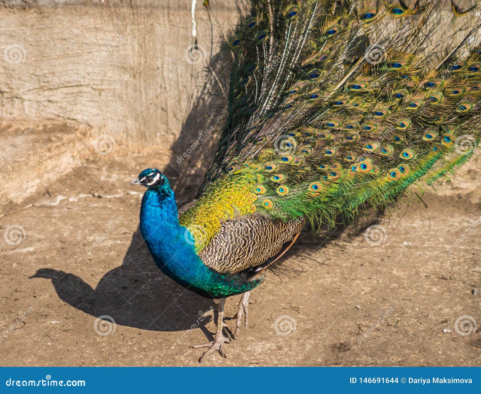 Bright Beautiful Peacock with Pink, Green and Orange Feathers in Tail ...