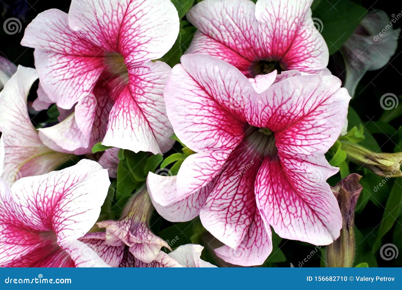 Bright Beautiful Petunia F1 Opera Supreme Stock Photo - Image of ...