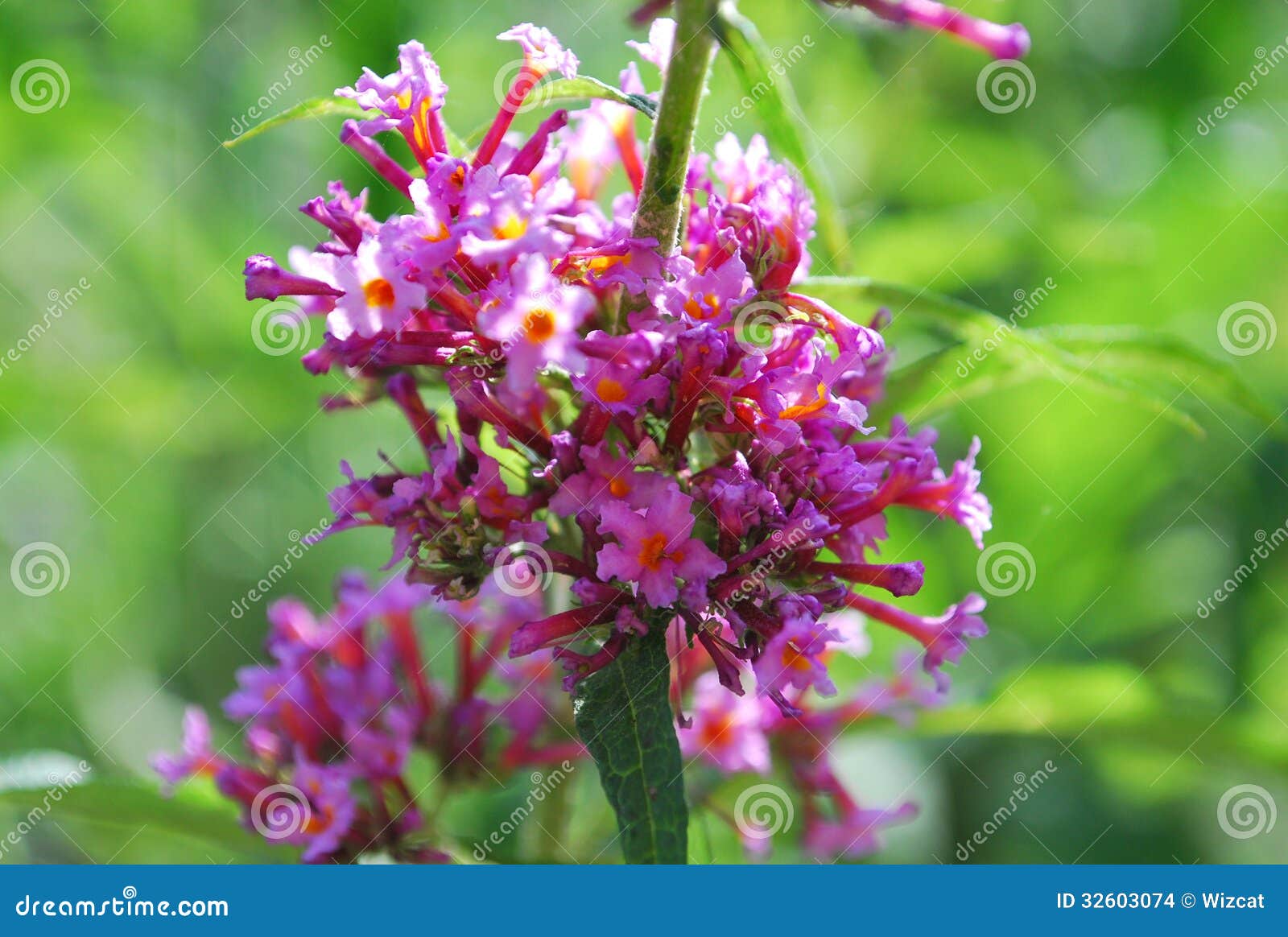 Bright Beautiful Pink Inflorescence Flower Stock Photo - Image of ...