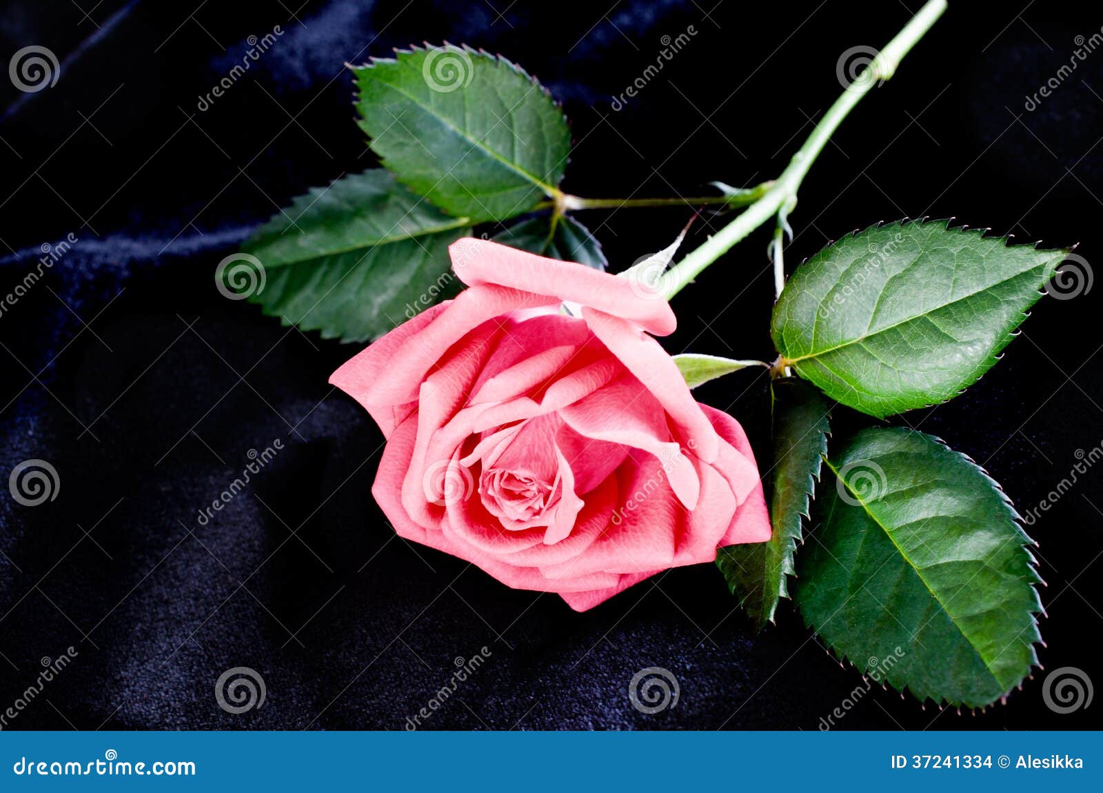 Bright beautiful pink rose stock photo. Image of bright - 37241334