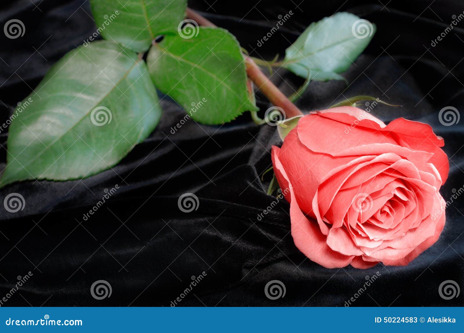 Bright beautiful pink rose stock image. Image of leaf - 50224583