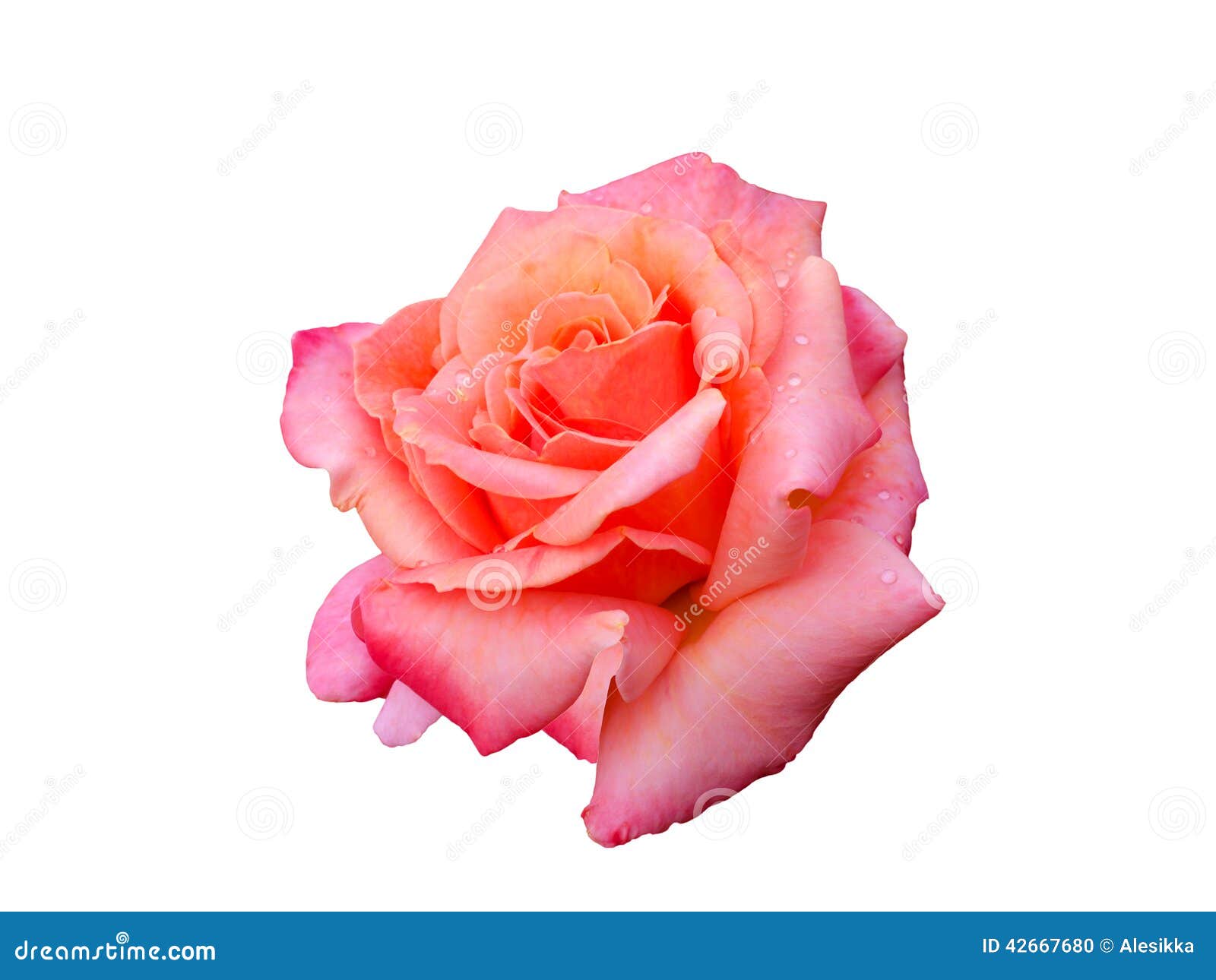 Bright beautiful pink rose stock photo. Image of isolated - 42667680