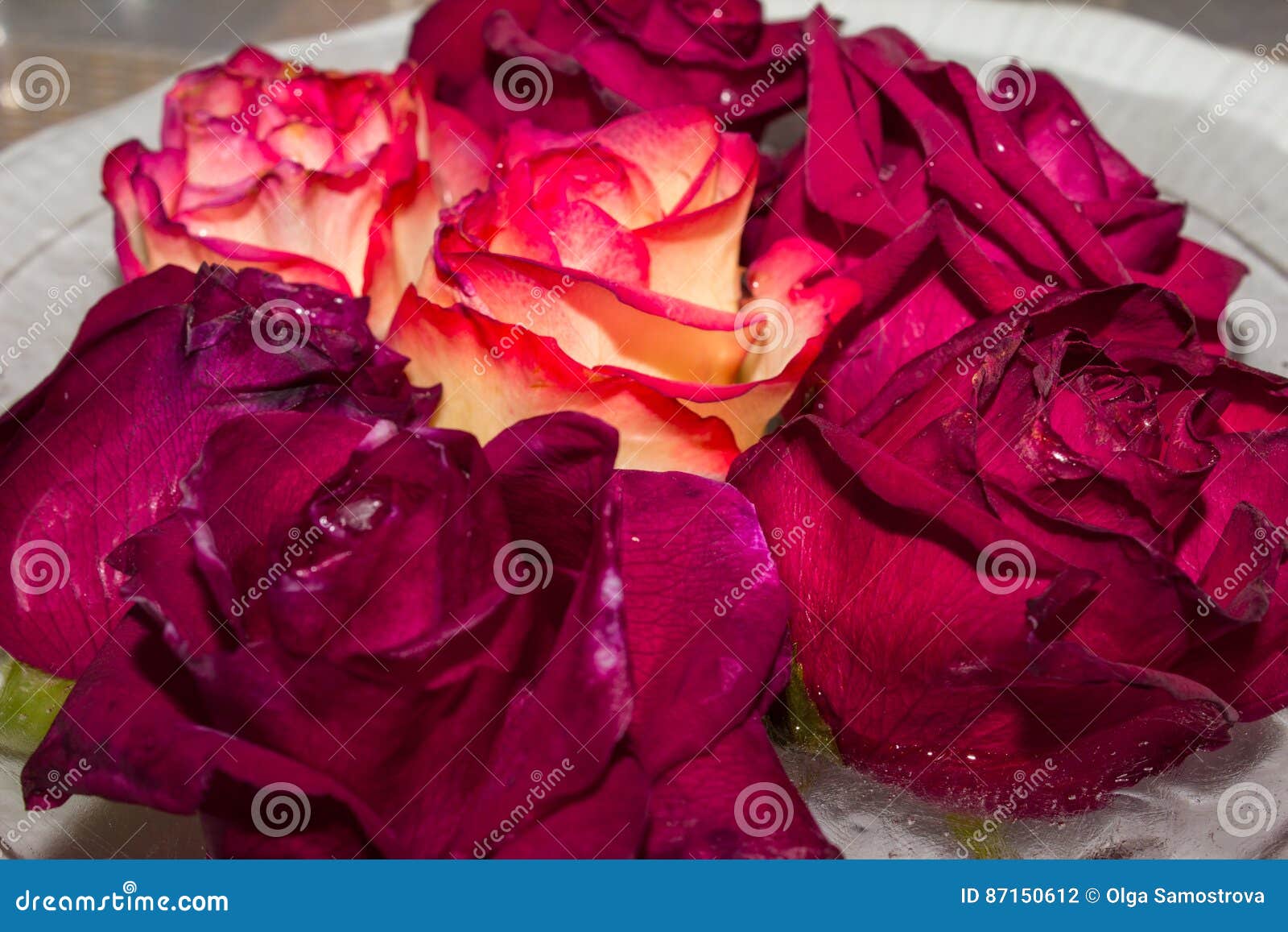 Bright, Beautiful Roses on the Ice Background. Stock Photo - Image of ...