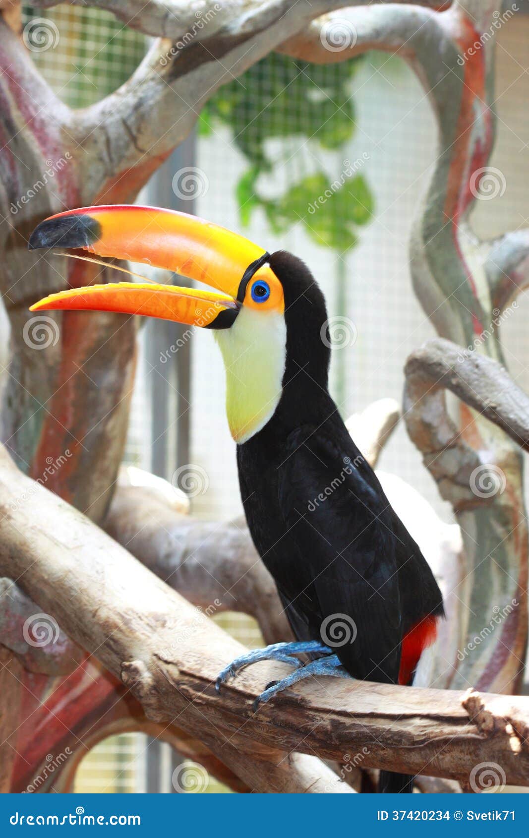 Bright Beautiful Toucan Bird on a Tree Stock Photo - Image of fowl ...