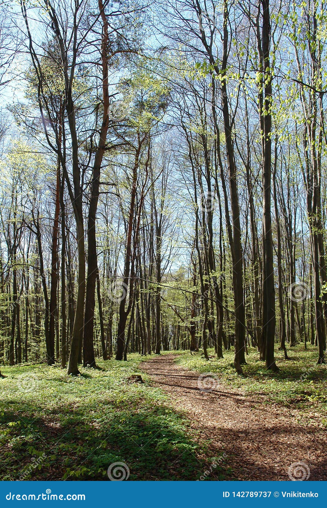 Bright beech forest stock image. Image of scenic, scenery - 142789737
