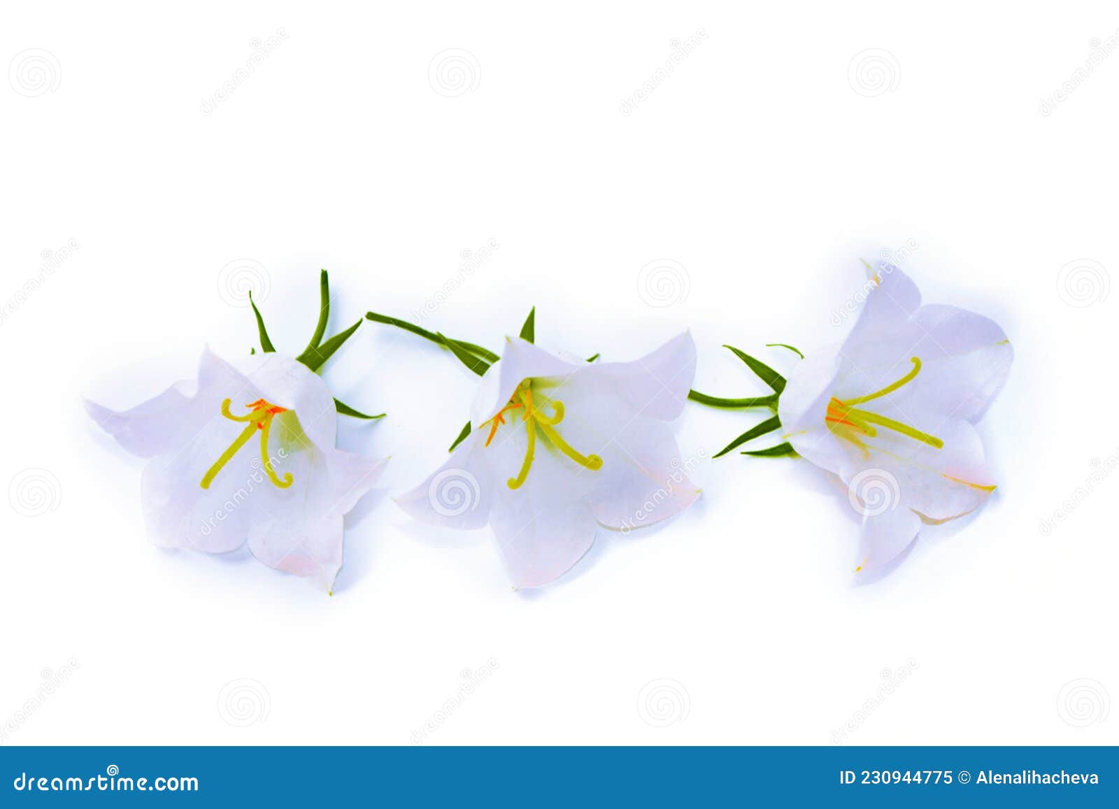 Bright Bell Flowers Isolated on White Background Stock Image - Image of ...
