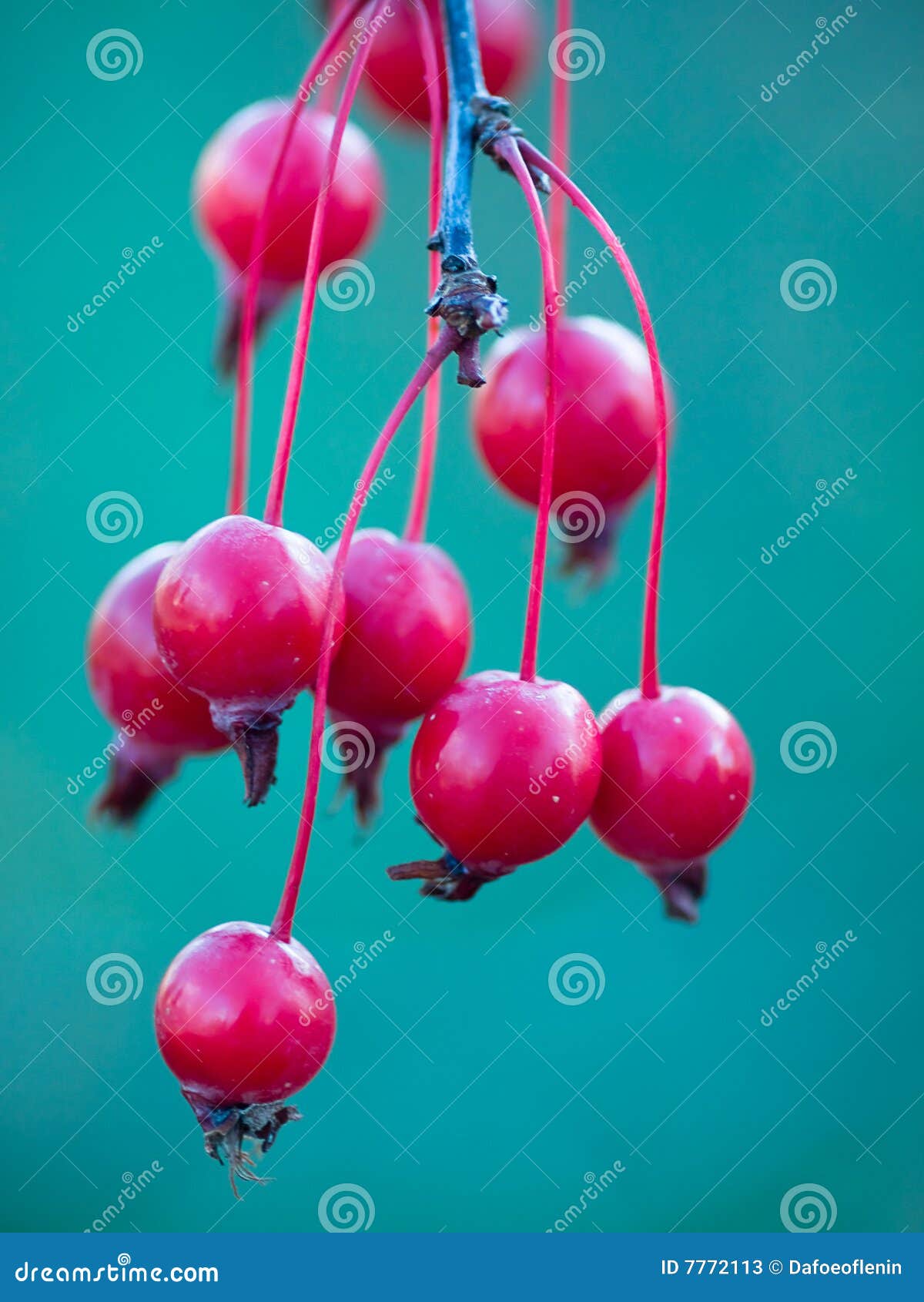 Bright Berries stock image. Image of contrast, background - 7772113