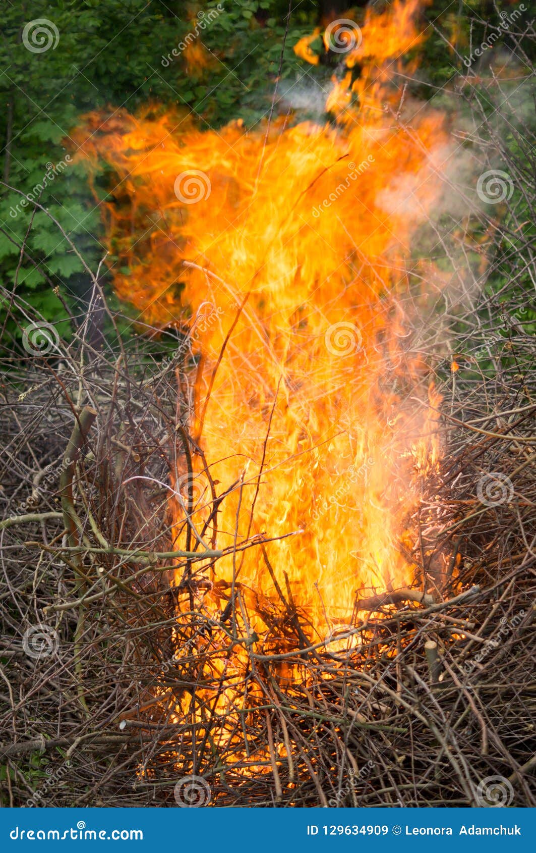 Bright Big Bonfire while Burning a Large Number of Garbage Branches ...