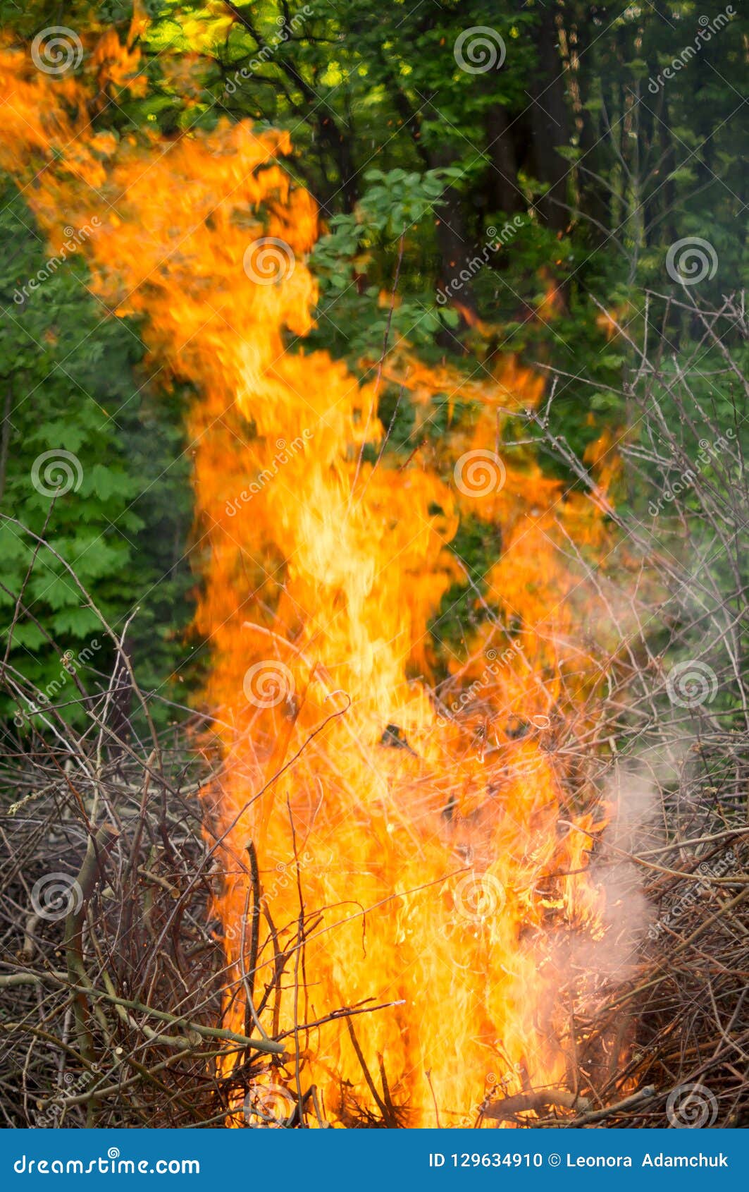 Bright Big Bonfire while Burning a Large Number of Garbage Branches ...