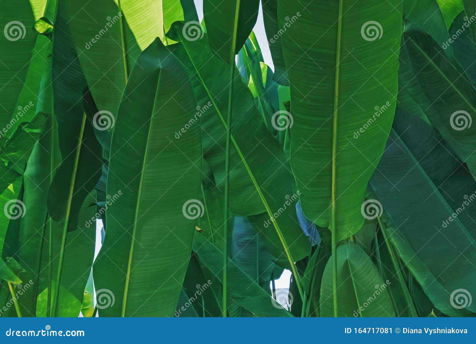 Bright Big Tropical Leaves Texture. Stock Image - Image of ecology ...
