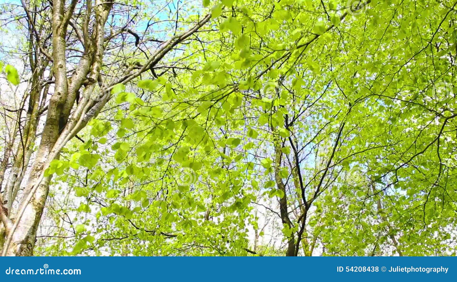 Tree Leaves Blowing Wind Stock Footage & Videos - 1,741 Stock Videos