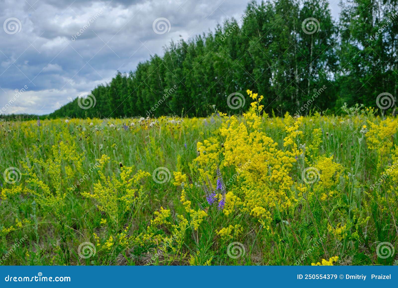 Bright Blooming Meadow Flowers in Forest Clearing Stock Image - Image ...