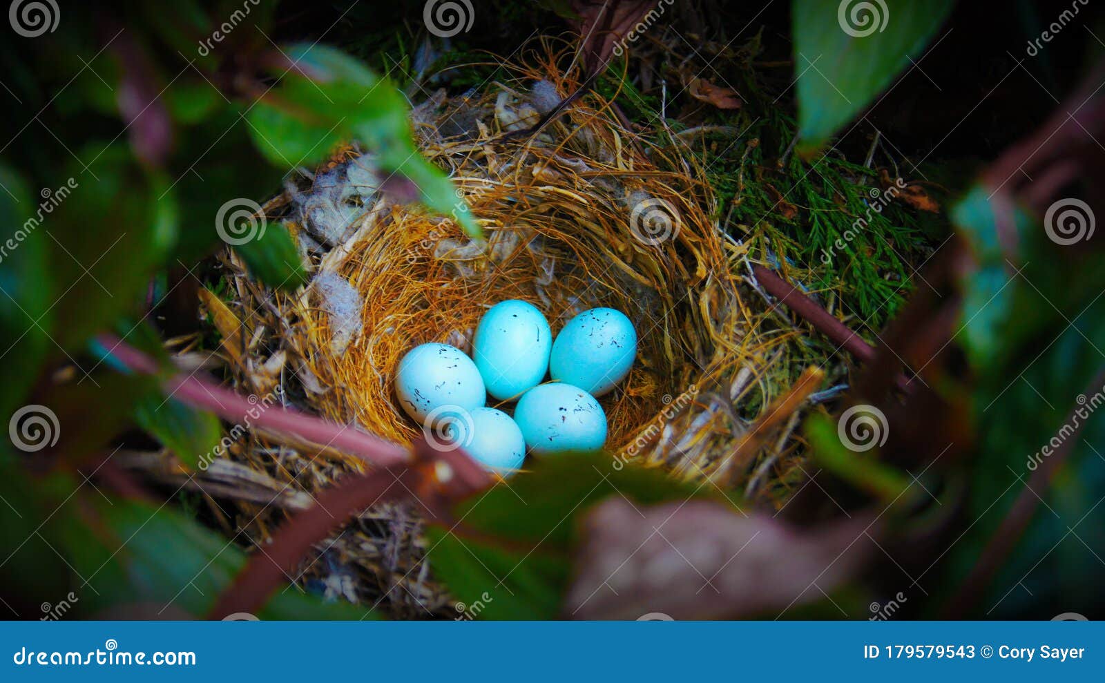 Bright blue bird eggs stock image. Image of surrounded - 179579543