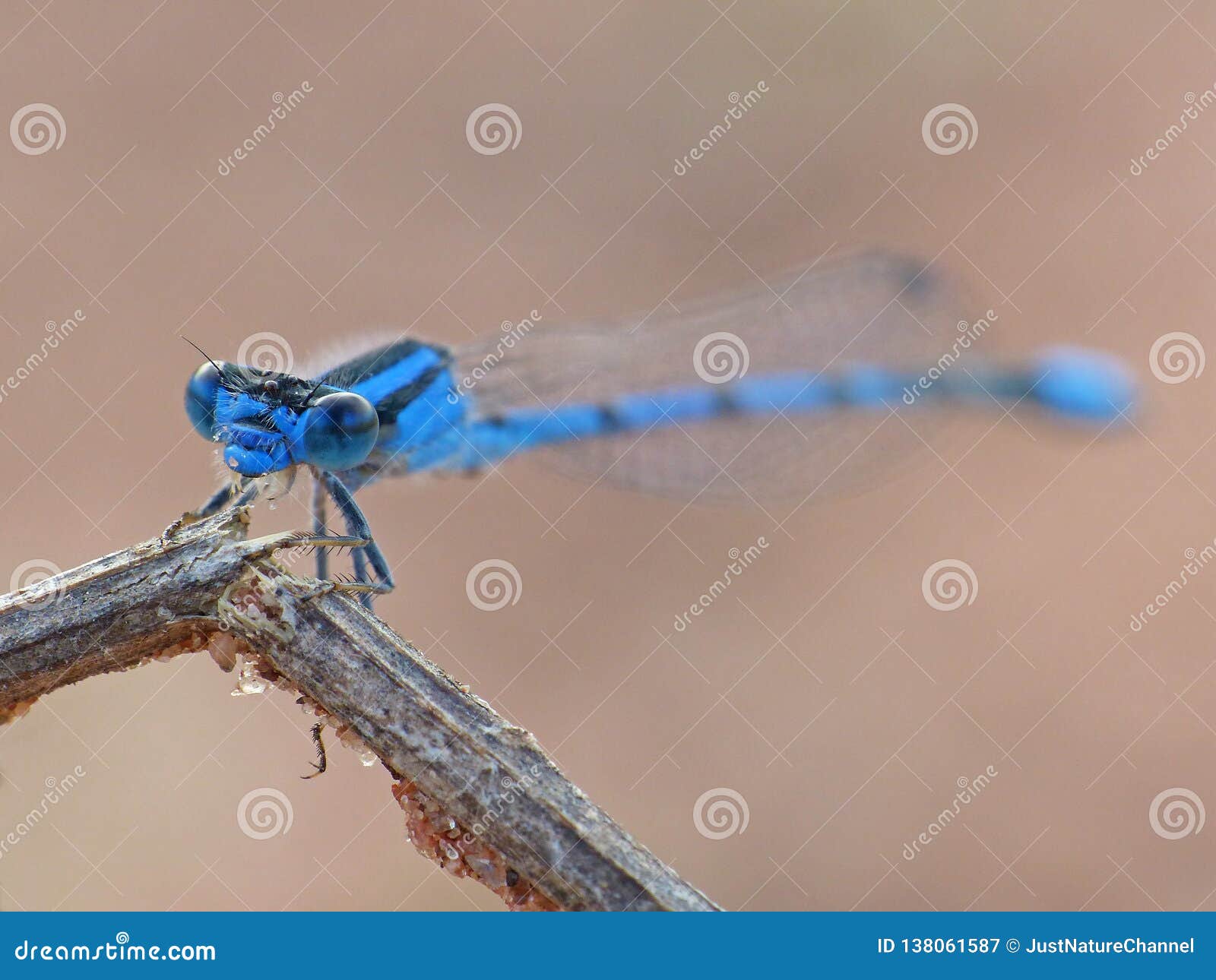 Bright Blue Bluet on Dried Plant Stem Stock Image - Image of tiny ...