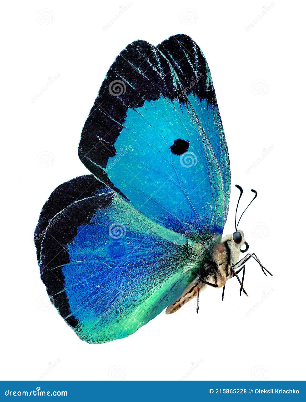 Bright Blue Butterfly Isolated . Flying Butterfly Stock Photo - Image ...