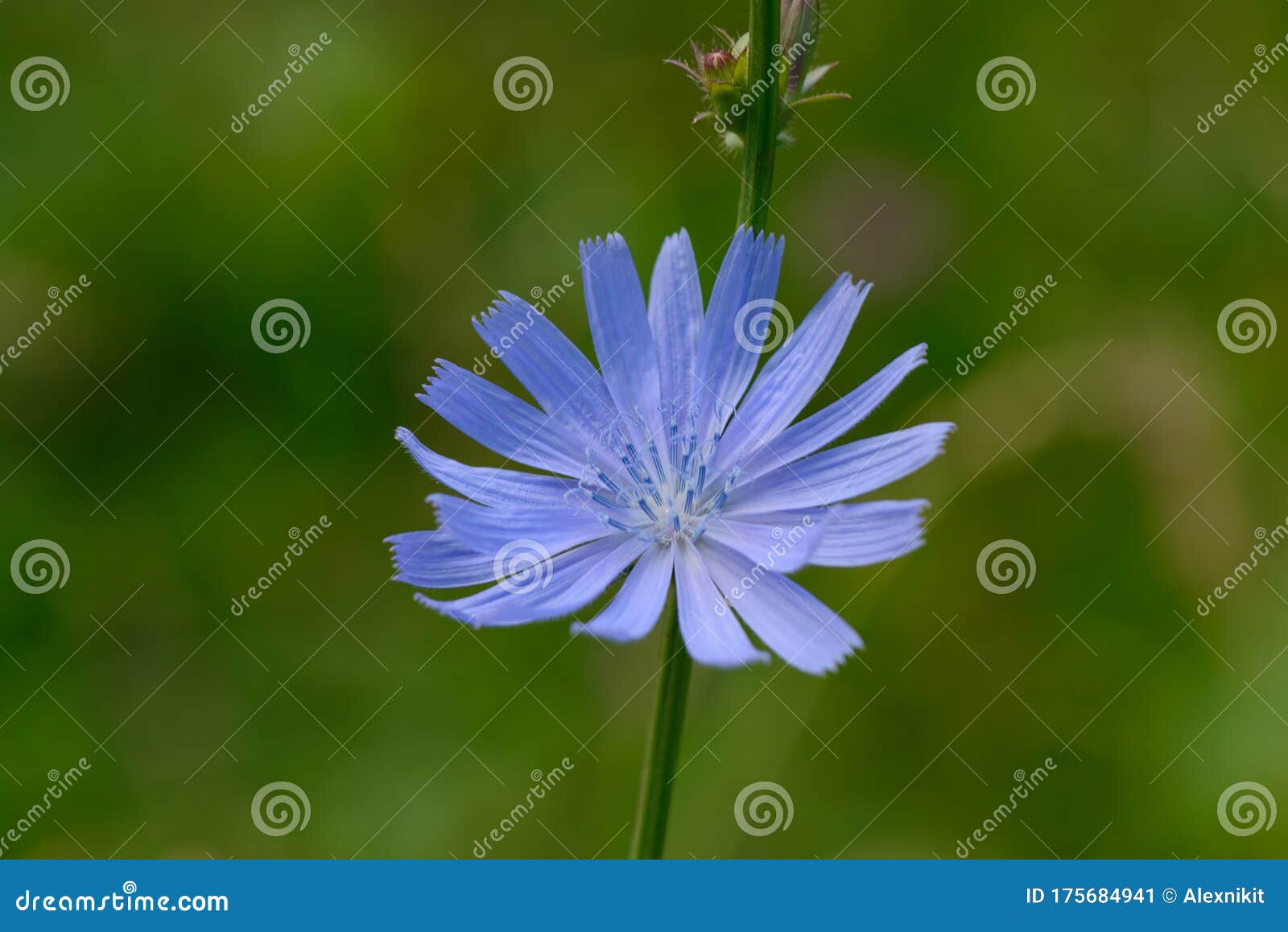 Bright Blue Chicory Flower on a Lawn Stock Image - Image of azure ...