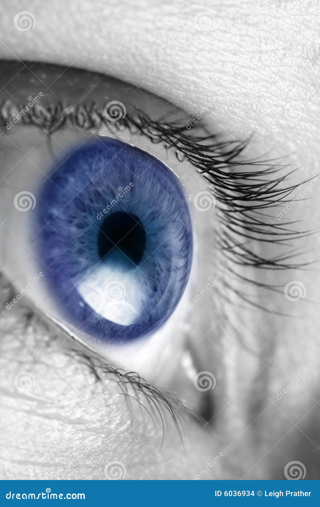 Bright blue eye stock photo. Image of clear, focus, beauty - 6036934