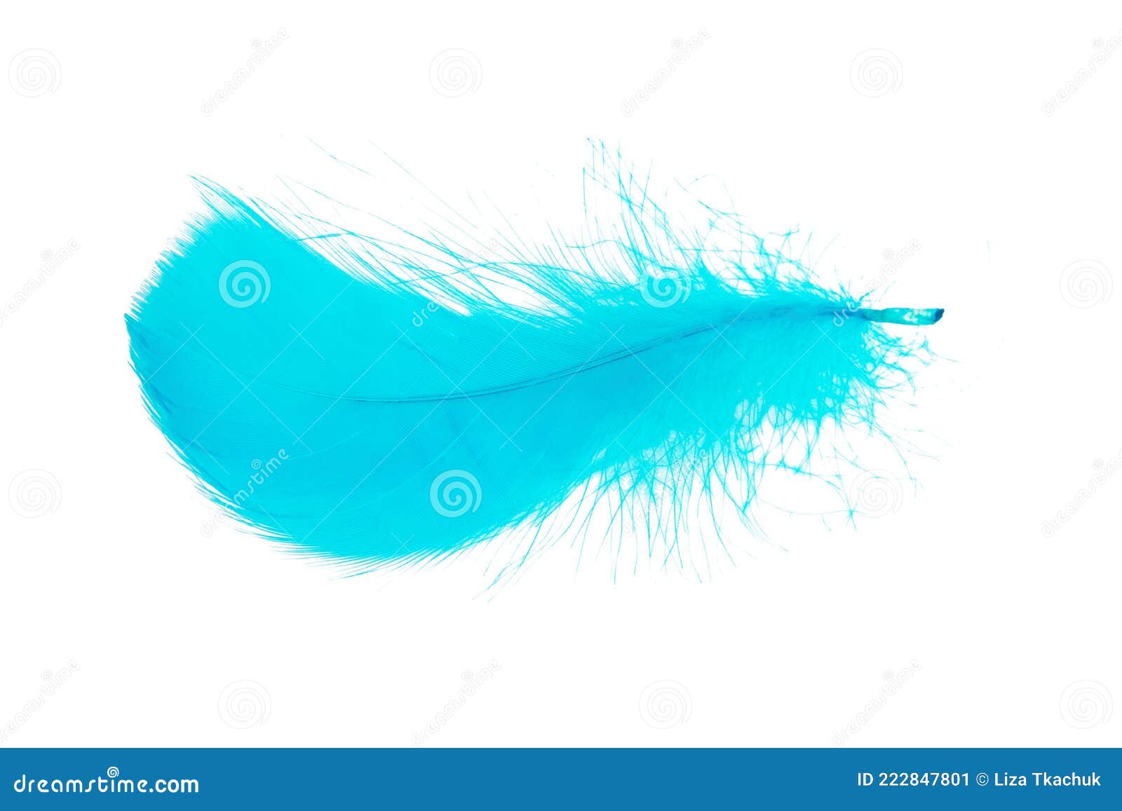 Bright Blue Feather Isolated on the White Background Stock Image ...