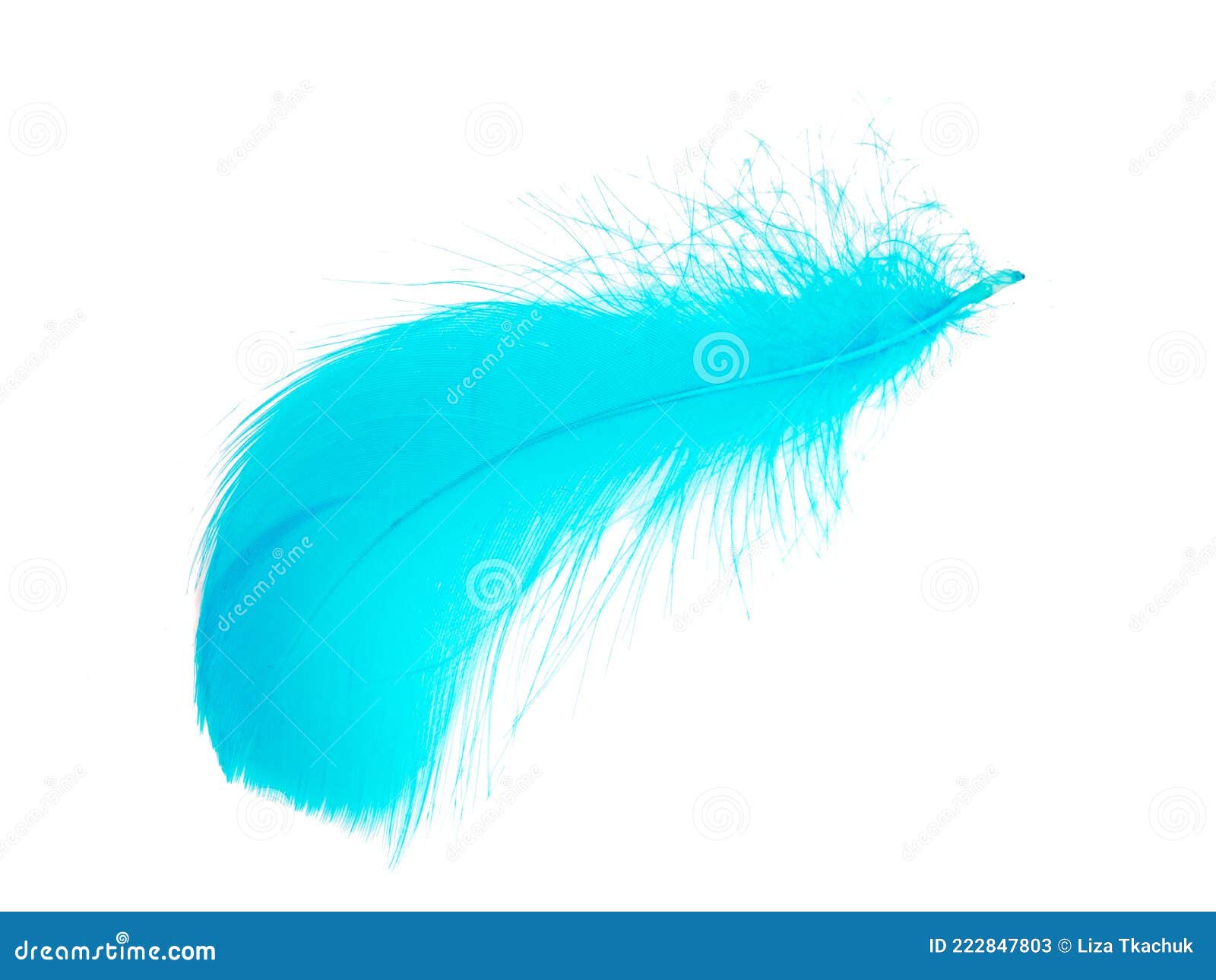 Bright Blue Feather Isolated on the White Background Stock Image ...