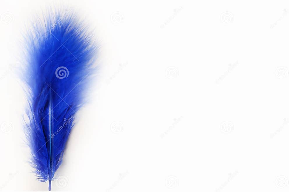 Bright Blue Feather on a White Background Stock Photo - Image of white ...