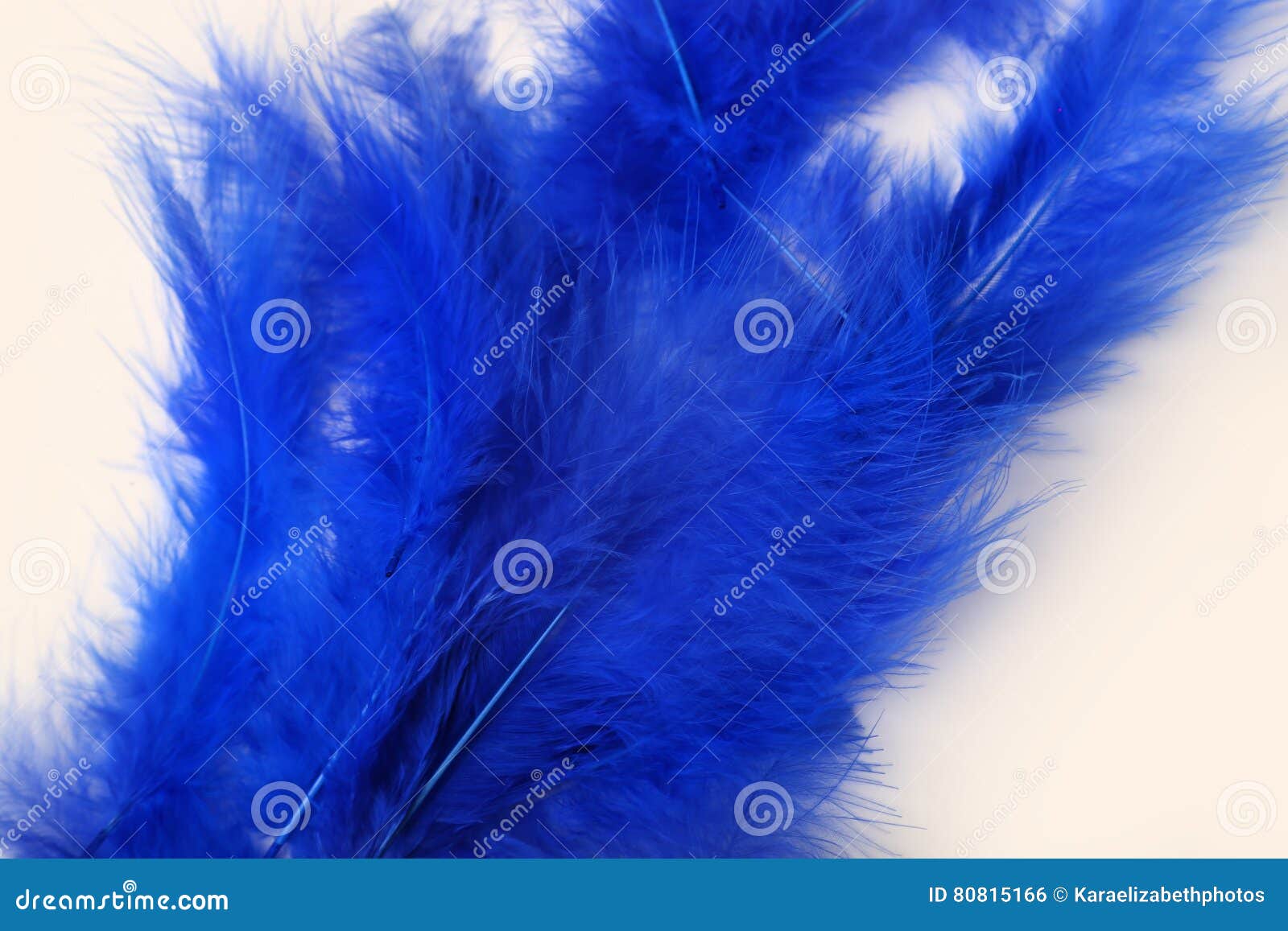 Bright Blue Feathers on a White Background Stock Photo - Image of white ...