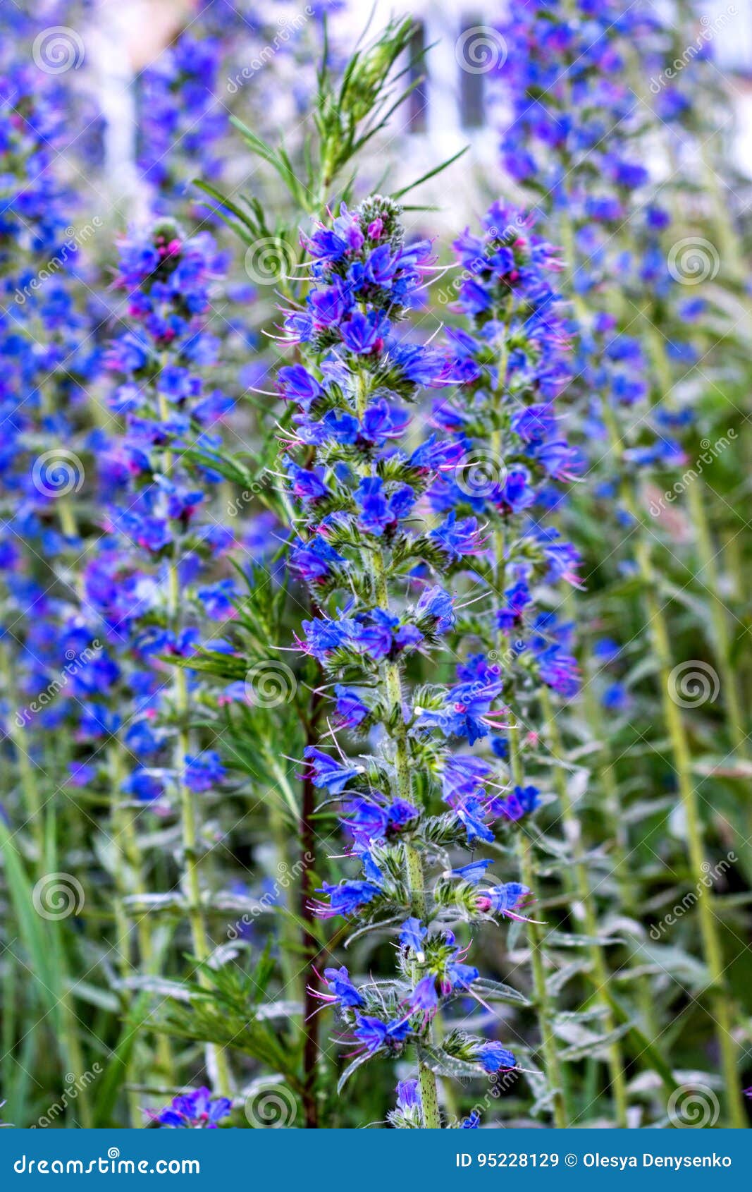 Bright Blue Field Flowers and Green Field Stock Image - Image of flora ...