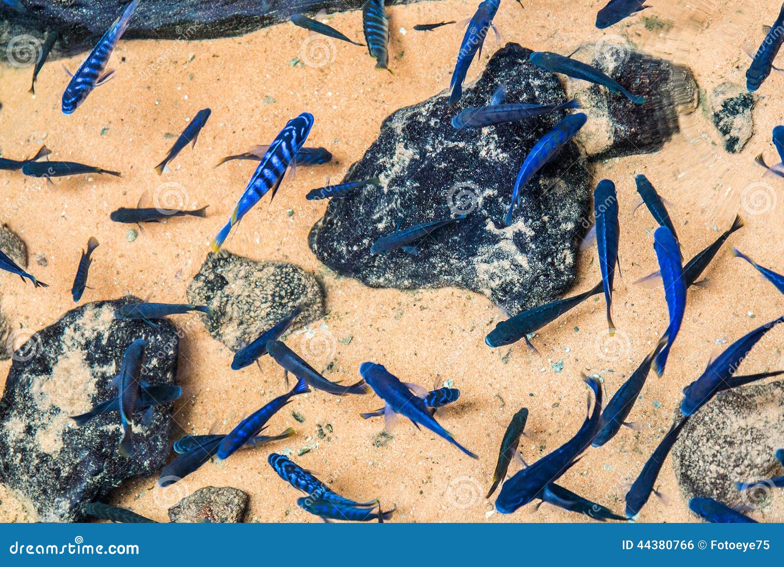 Bright blue fish stock photo. Image of water, streams - 44380766