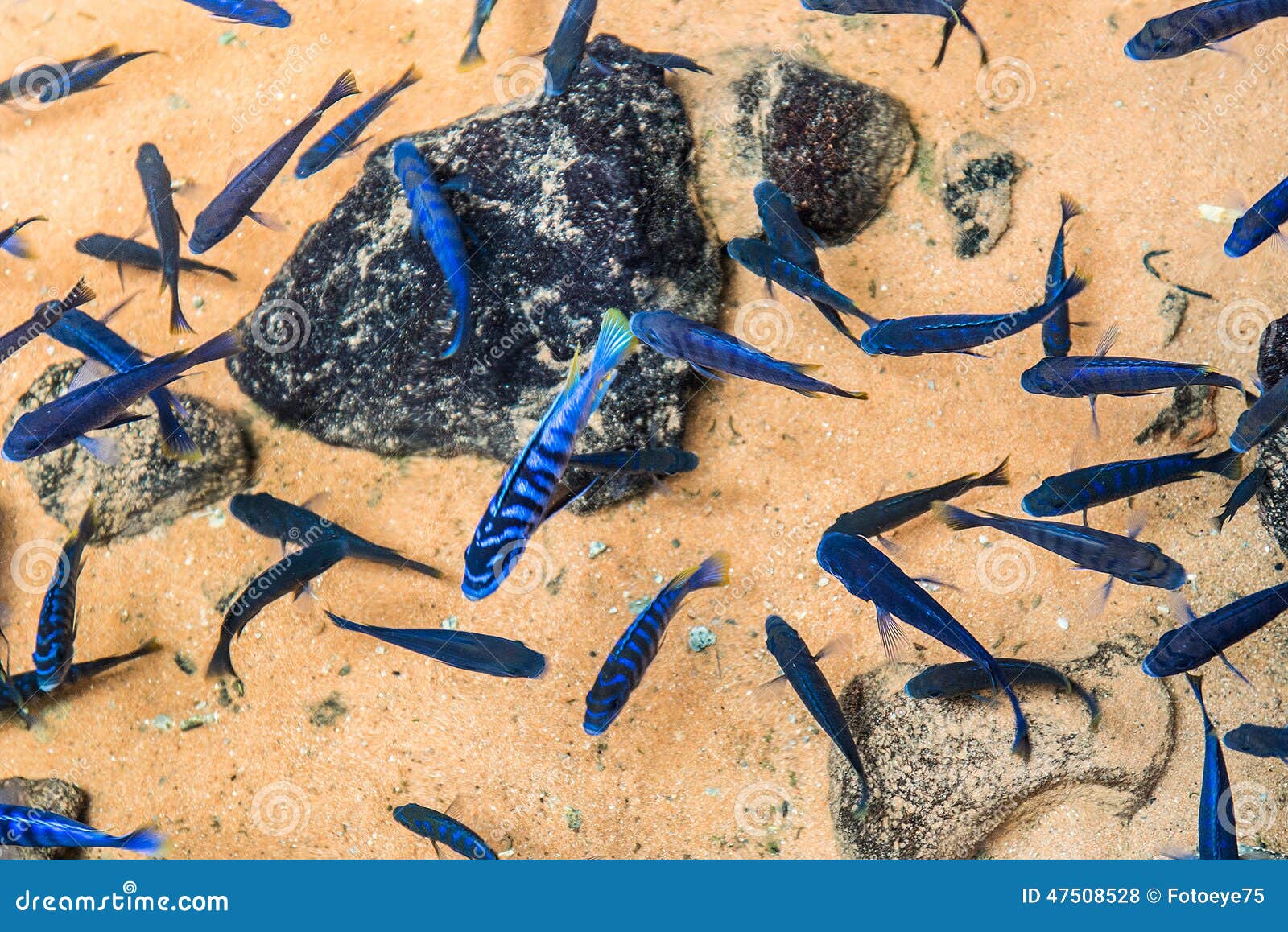 Bright blue fish stock photo. Image of lakes, swim, outdoors - 47508528