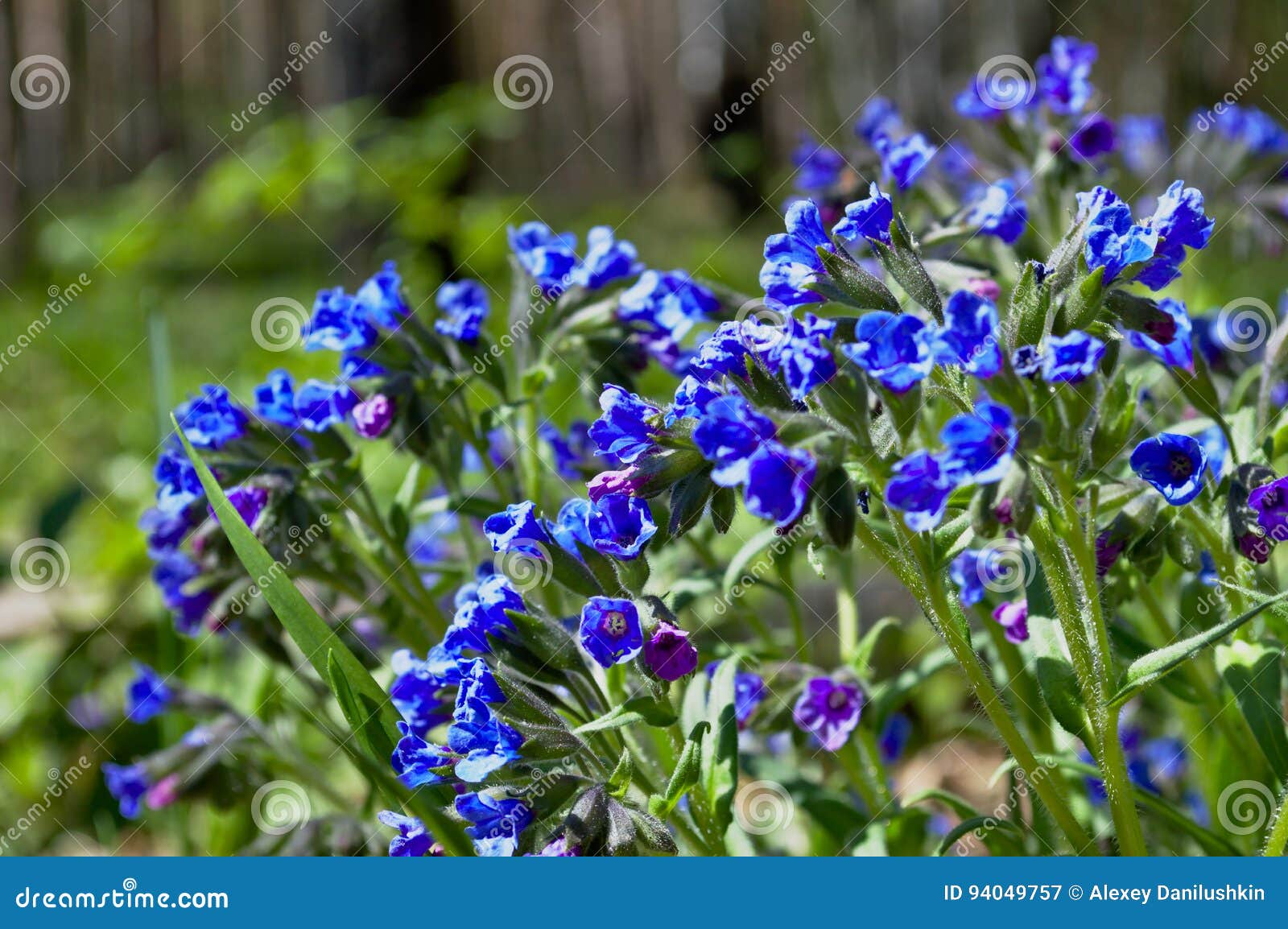 Bright Blue of Forest Flowers. Stock Image - Image of glade, forest ...