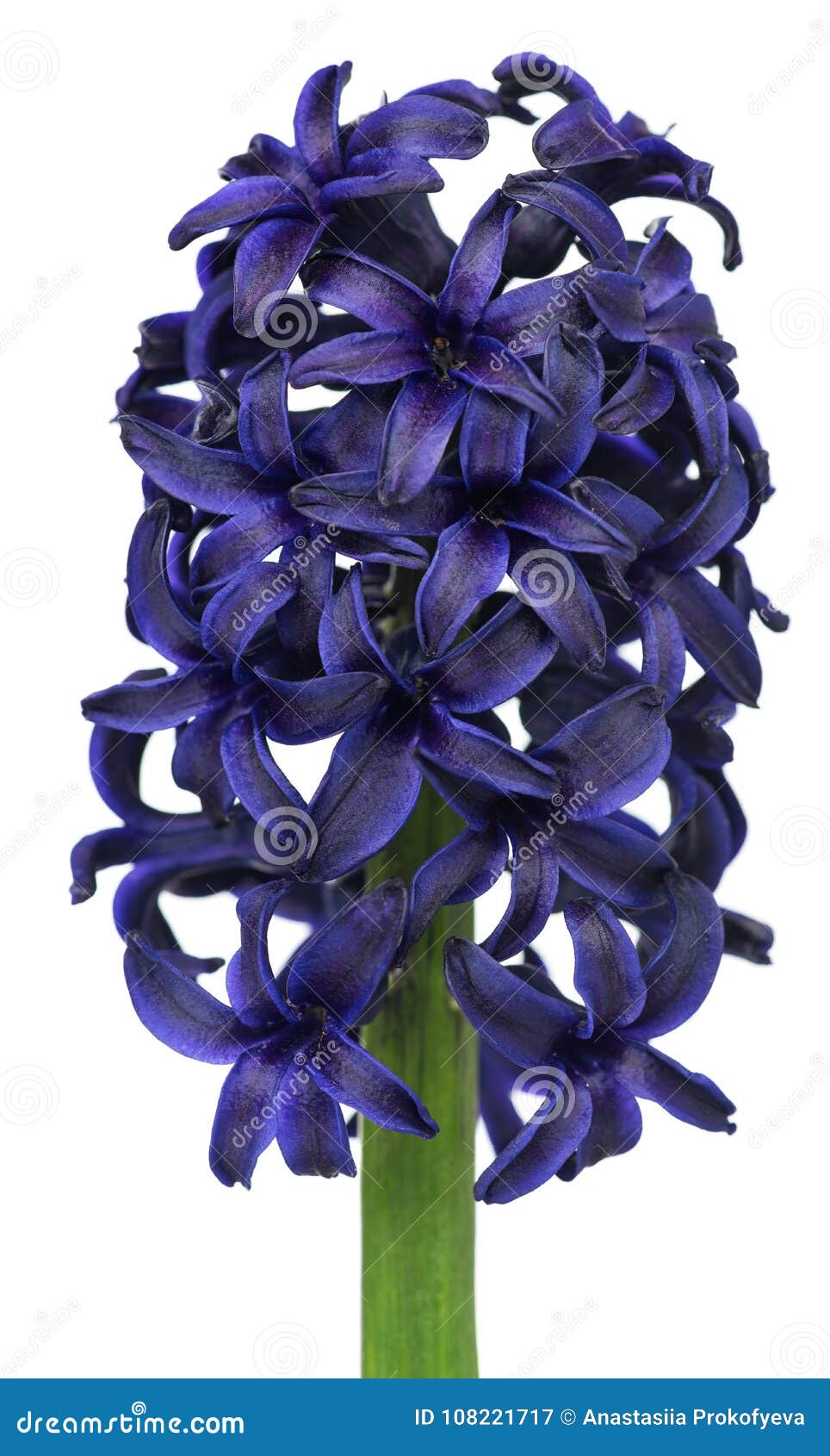 Bright blue hyacinth stock image. Image of color, freshness - 108221717