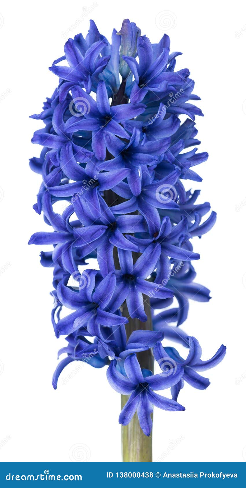 Bright blue hyacinth stock photo. Image of nature, beauty - 138000438
