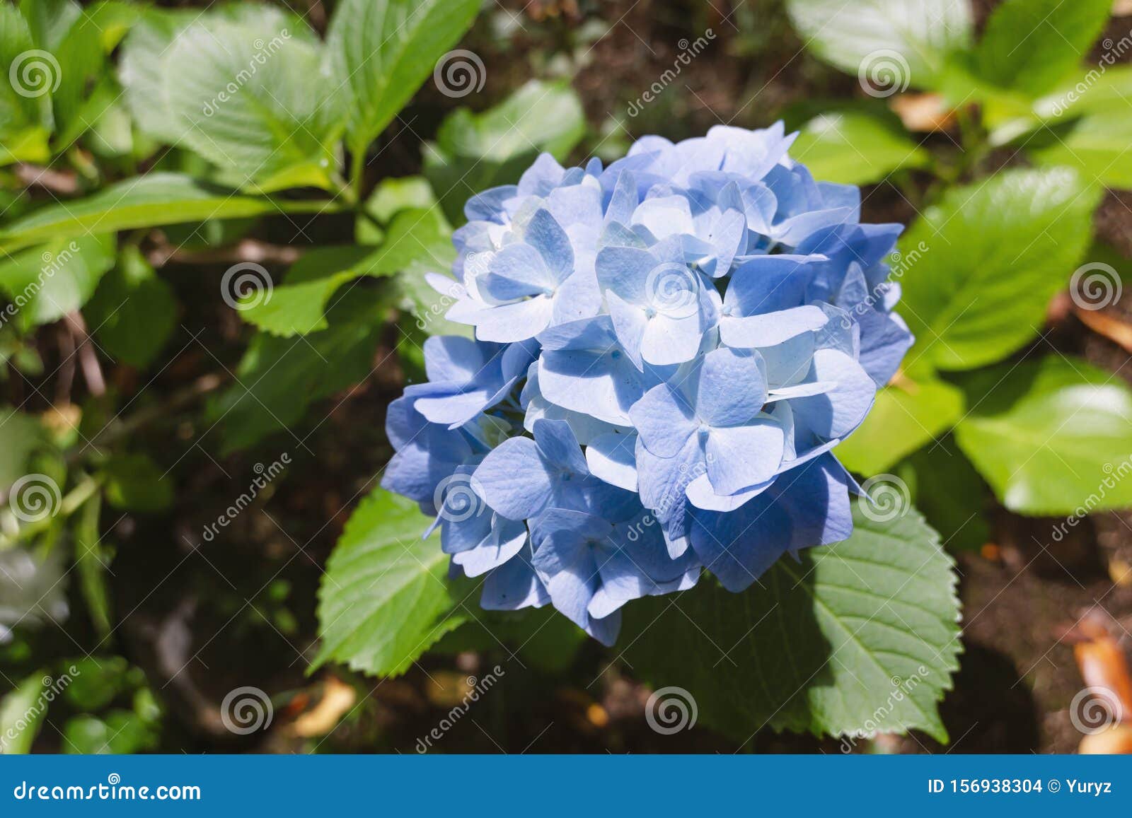 Bright blue hydrangea stock photo. Image of bright, flower - 156938304