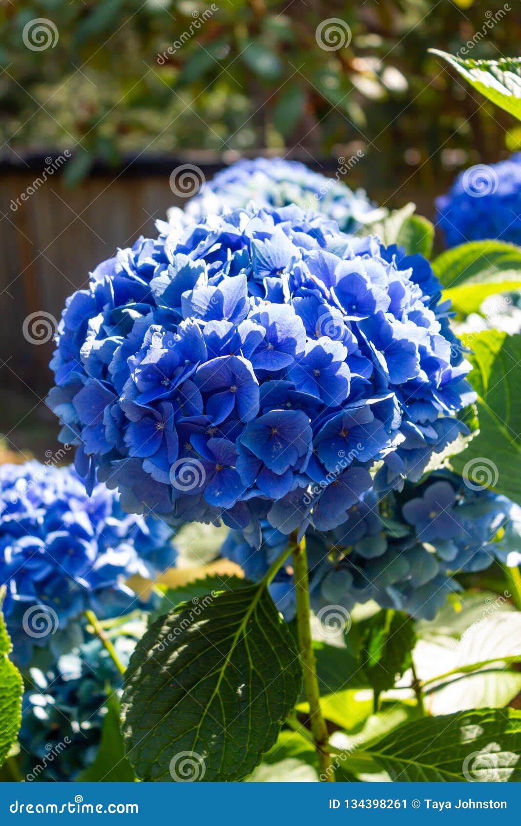 Bright Blue Hydrangea on a Bright Sunny Day Stock Image - Image of ...