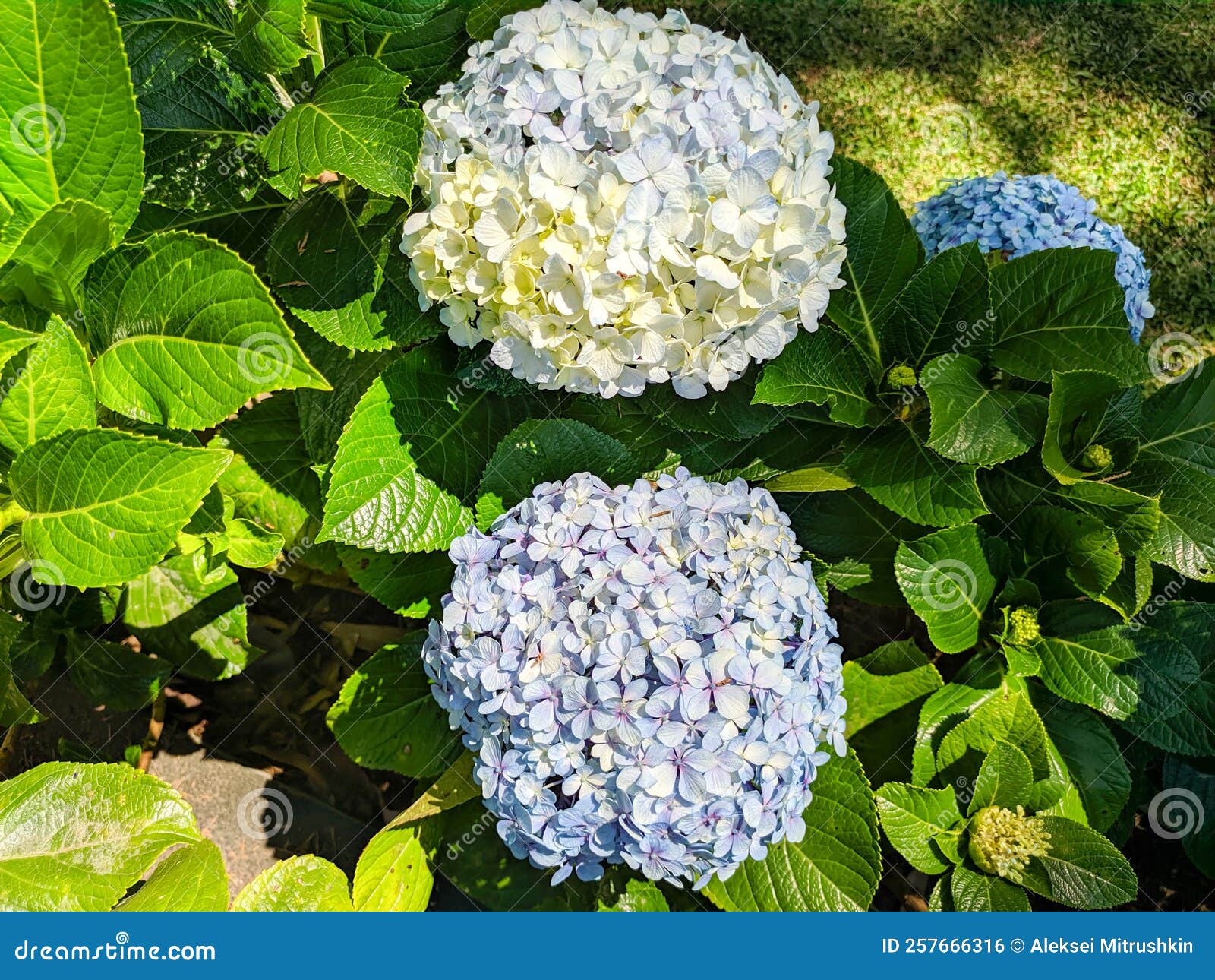 Bright Blue Hydrangea Flowers with Green Foliage Stock Photo - Image of ...