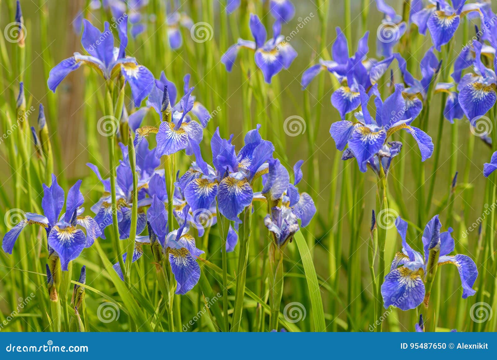 Bright blue iris flowers stock photo. Image of bloom - 95487650